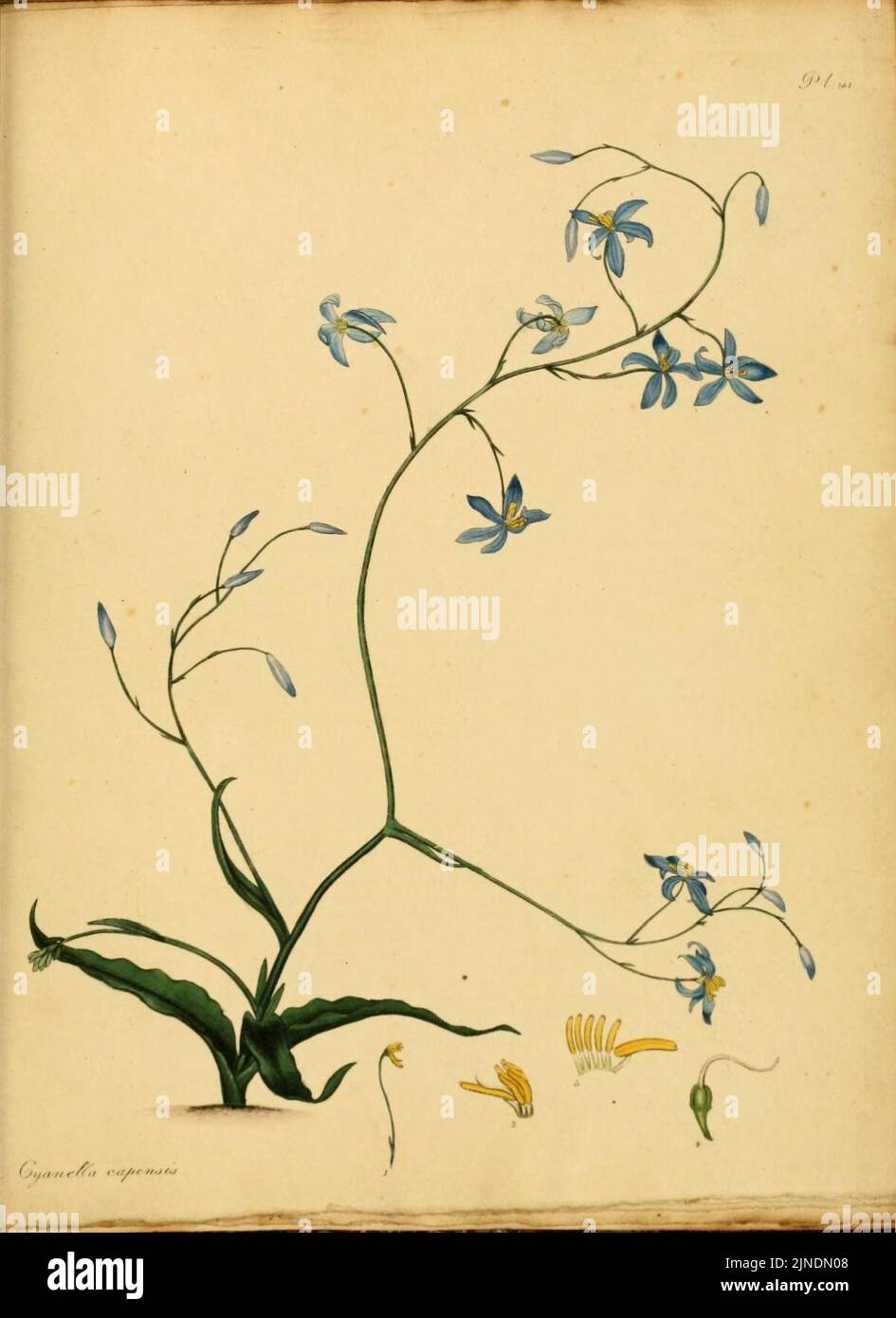 The botanist's repository, for new and rare plants (Pl. 141 ...