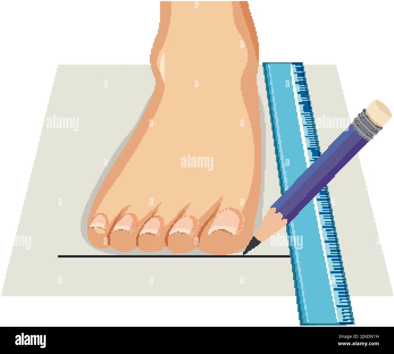 Measuring foot size vector illustration Stock Vector Image & Art - Alamy
