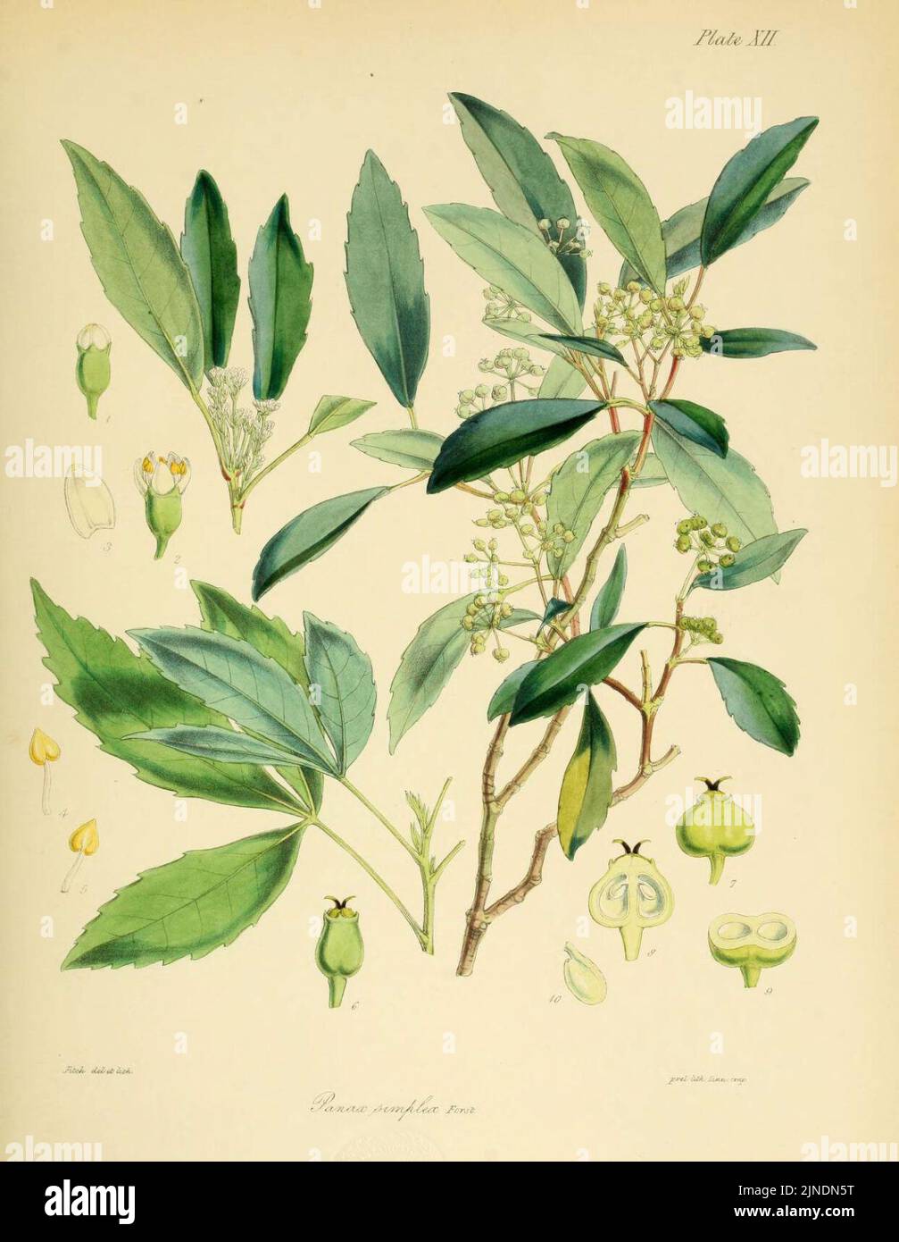 The botany of the Antarctic voyage of H.M. discovery ships Erebus and ...