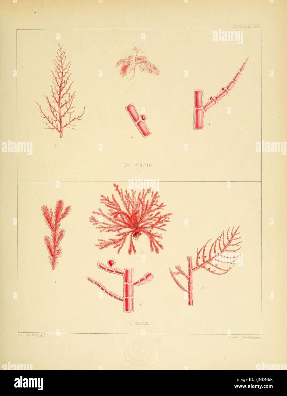 The botany of the Antarctic voyage of H.M. discovery ships Erebus and ...