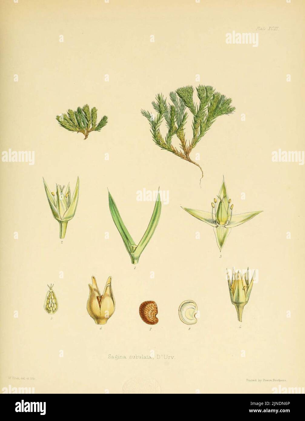 The botany of the Antarctic voyage of H.M. discovery ships Erebus and ...