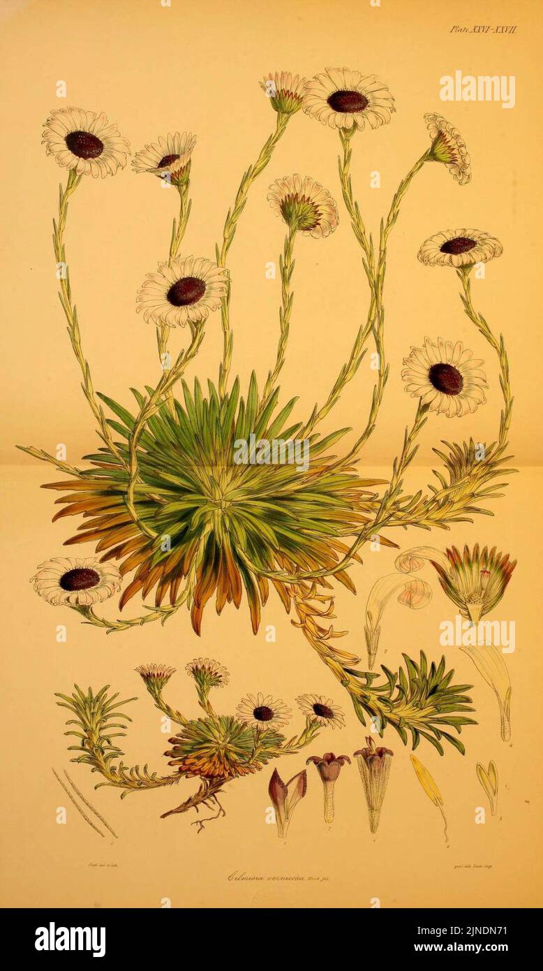 The botany of the Antarctic voyage of H.M. discovery ships Erebus and ...