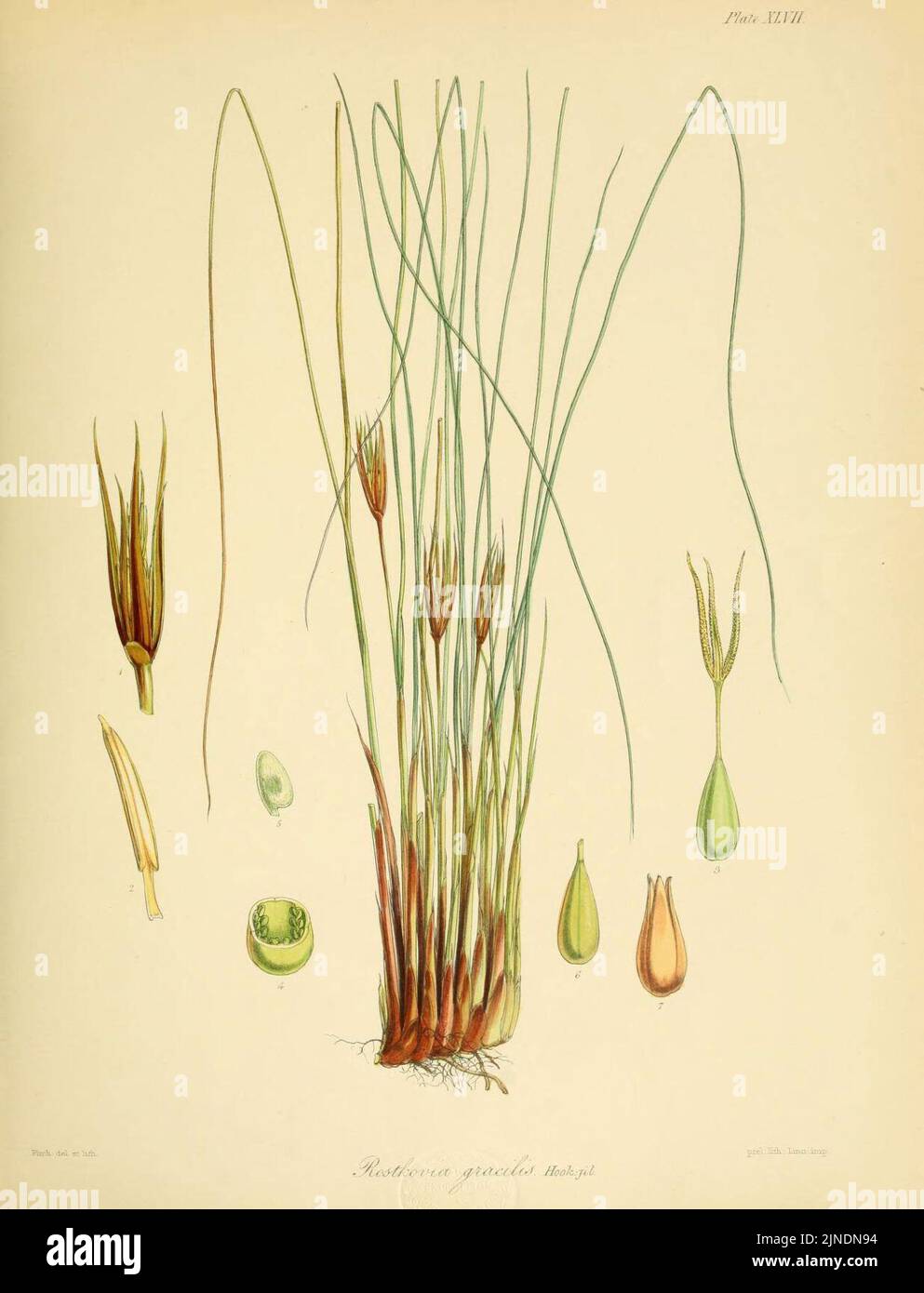 The botany of the Antarctic voyage of H.M. discovery ships Erebus and ...