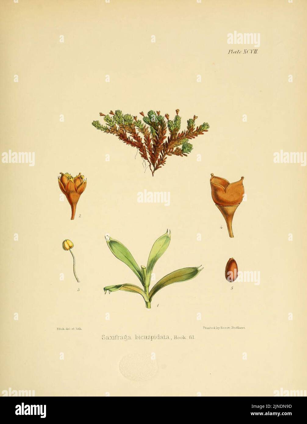 The botany of the Antarctic voyage of H.M. discovery ships Erebus and ...