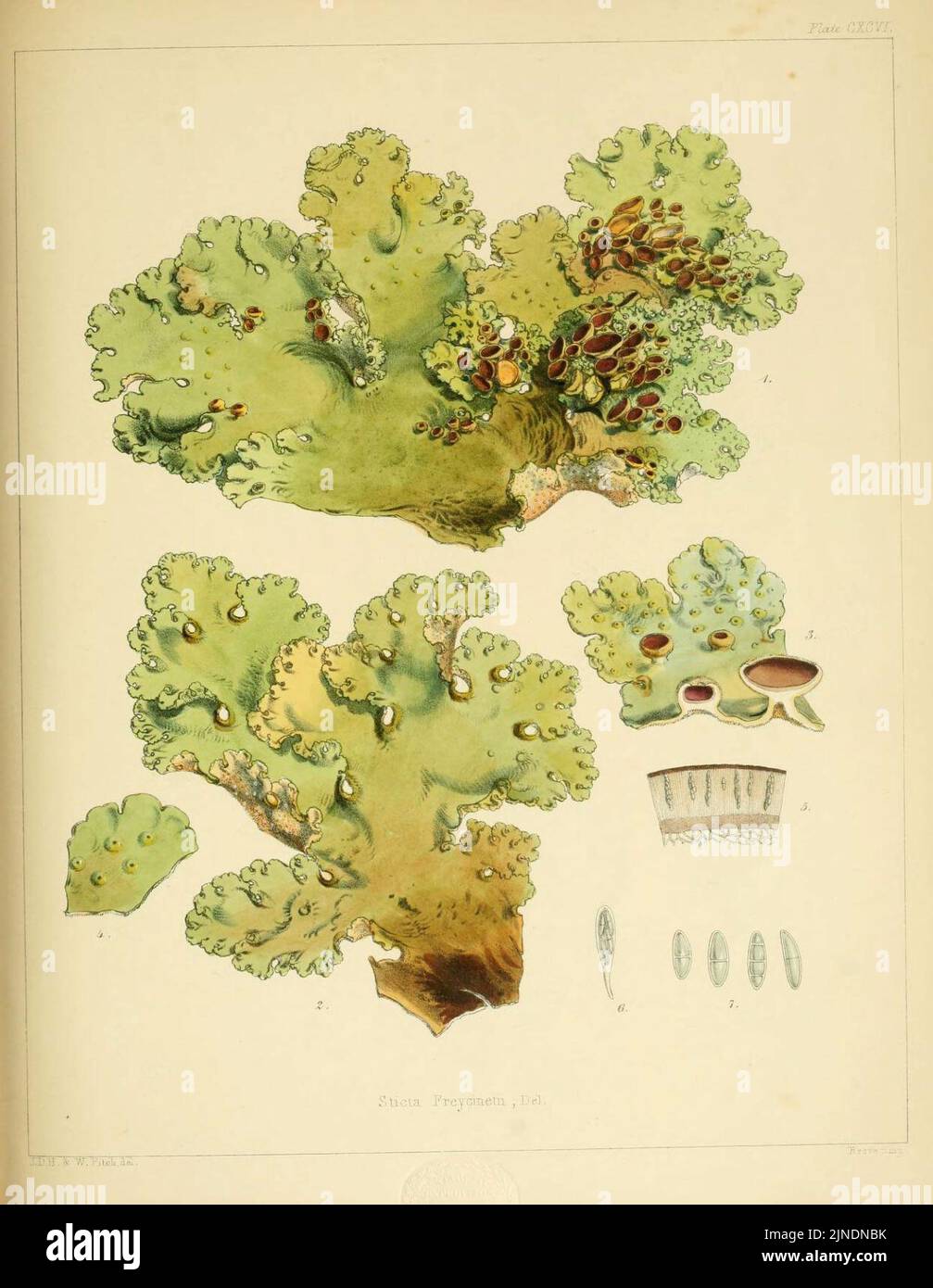 The botany of the Antarctic voyage of H.M. discovery ships Erebus and ...
