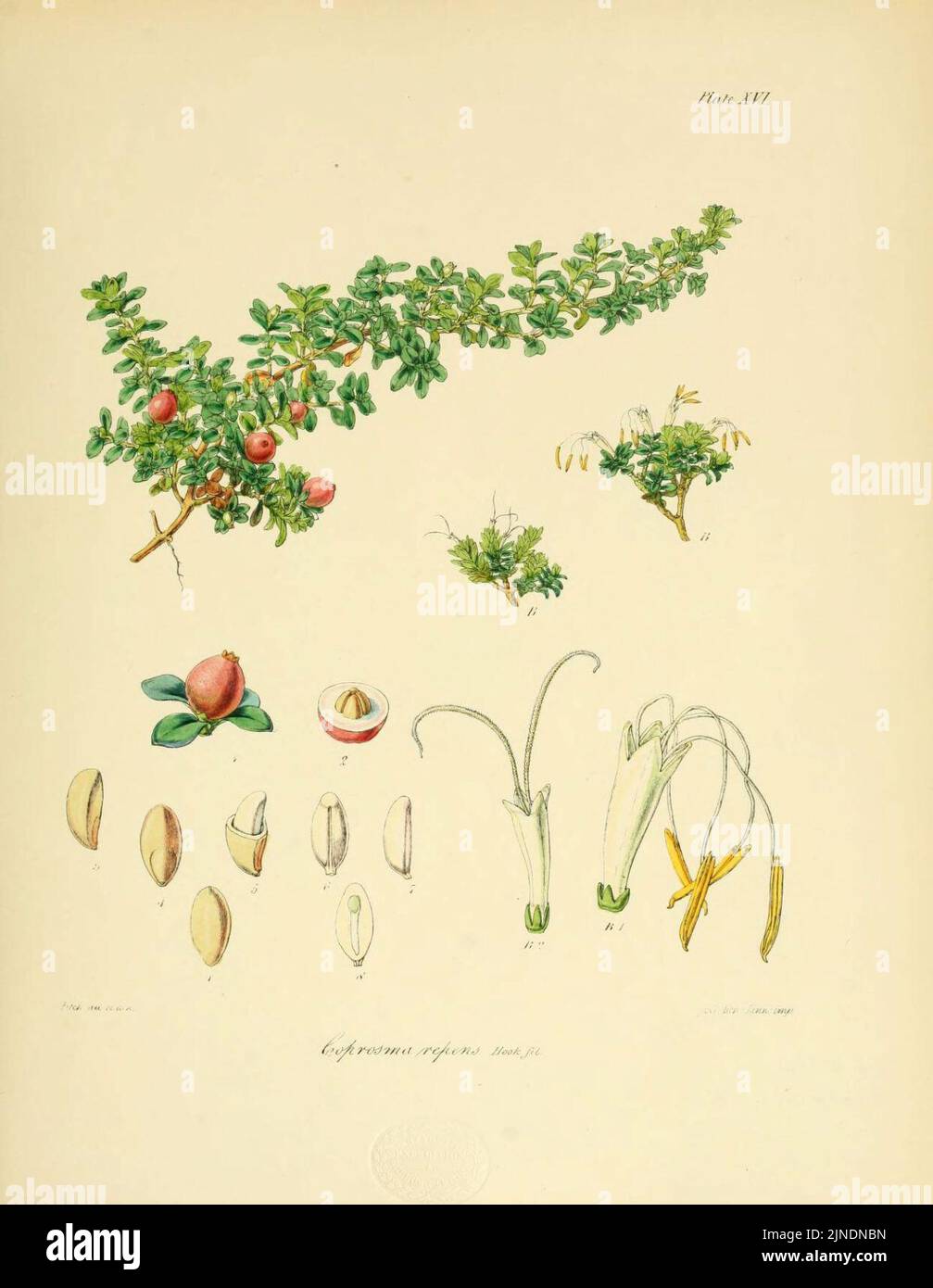 The botany of the Antarctic voyage of H.M. discovery ships Erebus and ...