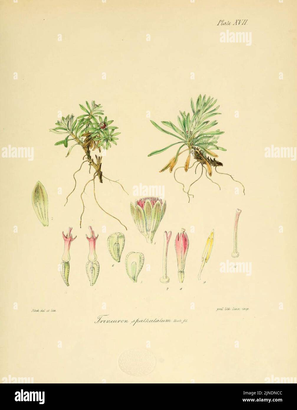 The botany of the Antarctic voyage of H.M. discovery ships Erebus and ...