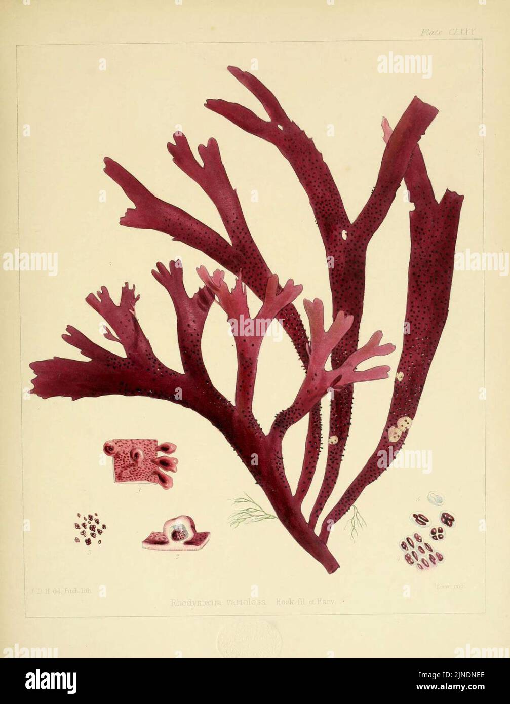 The botany of the Antarctic voyage of H.M. discovery ships Erebus and ...