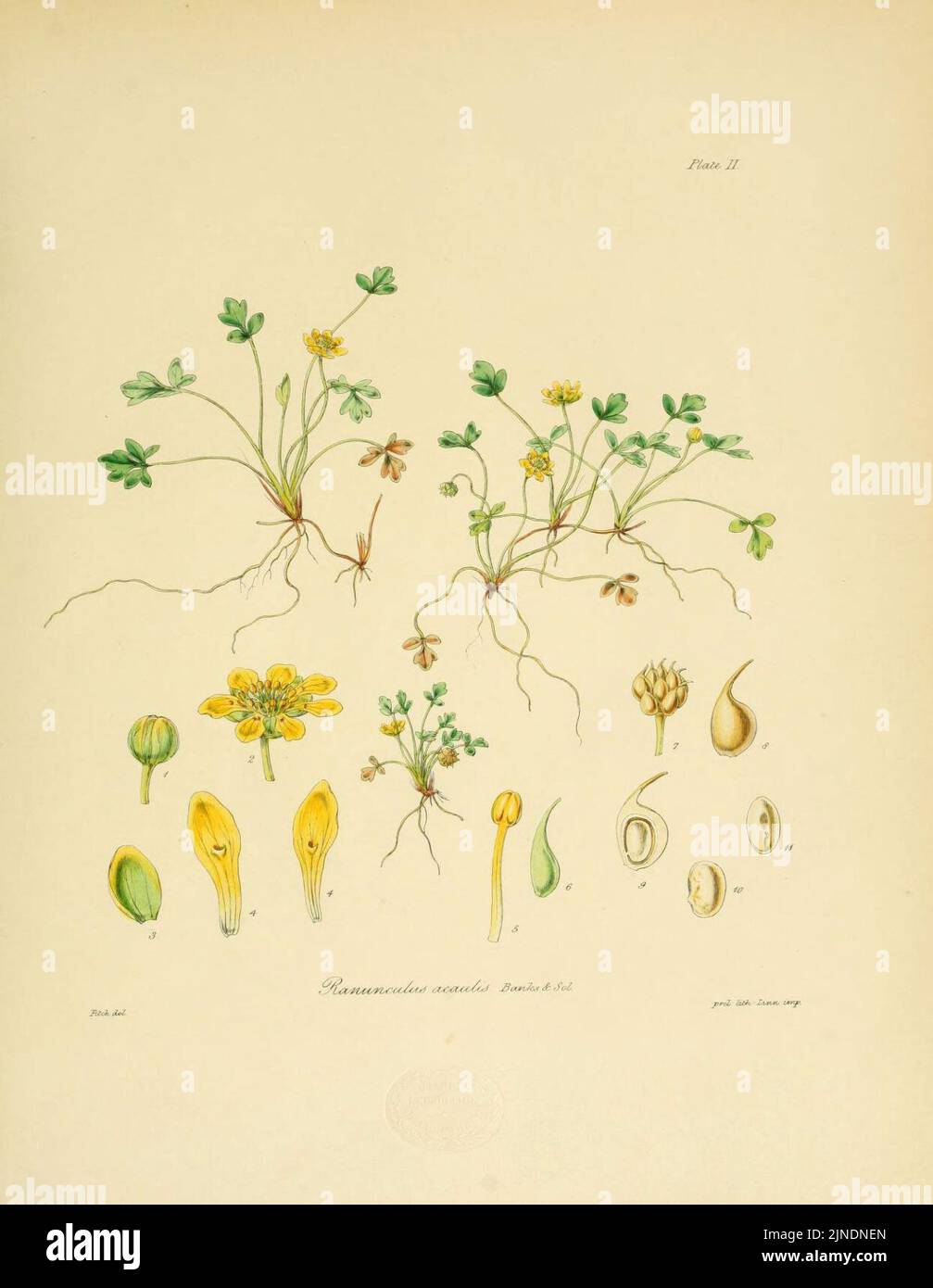 The botany of the Antarctic voyage of H.M. discovery ships Erebus and ...