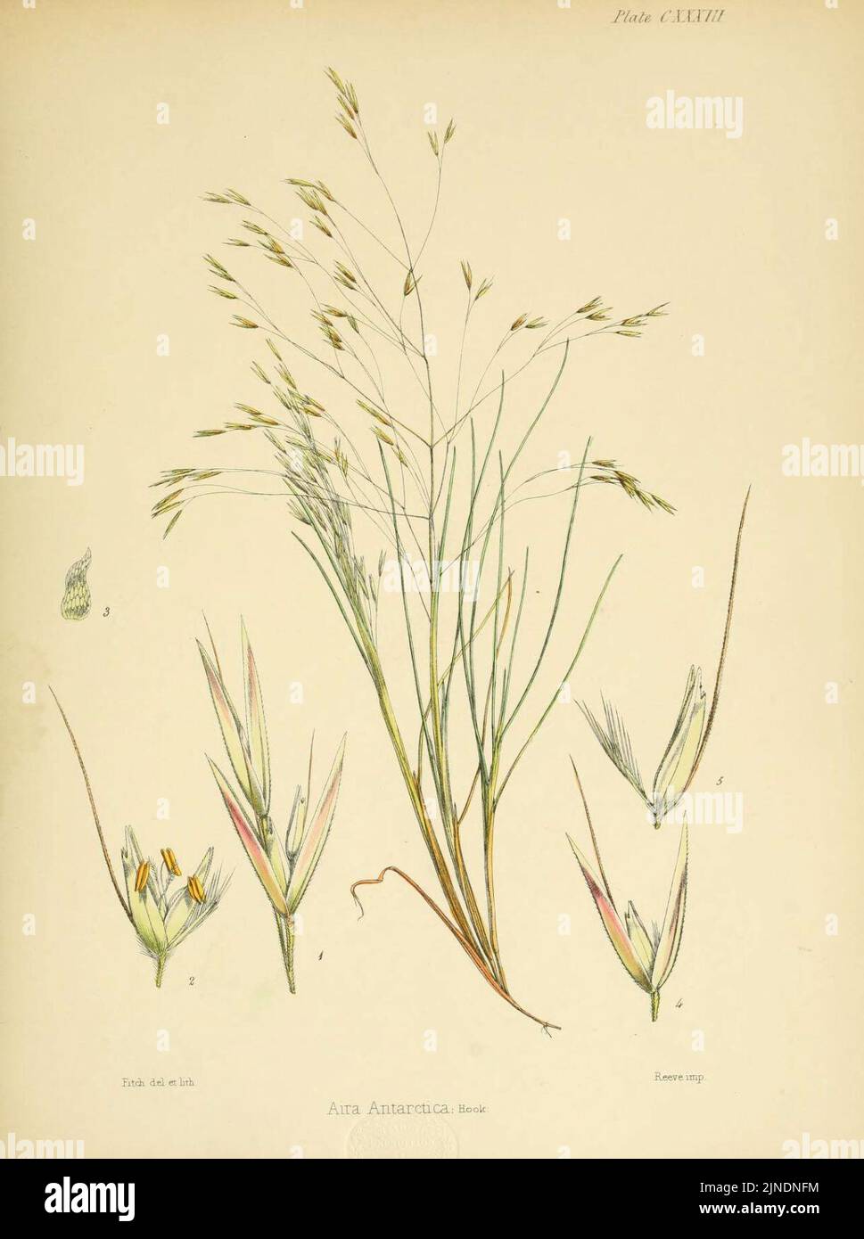 The botany of the Antarctic voyage of H.M. discovery ships Erebus and ...