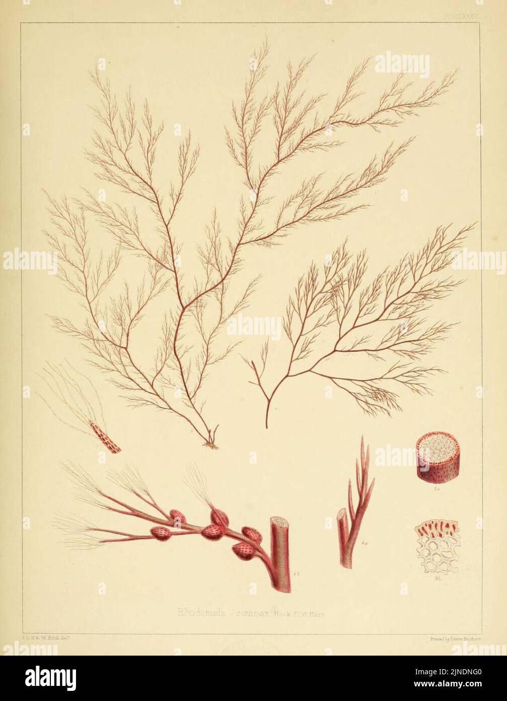 The botany of the Antarctic voyage of H.M. discovery ships Erebus and ...