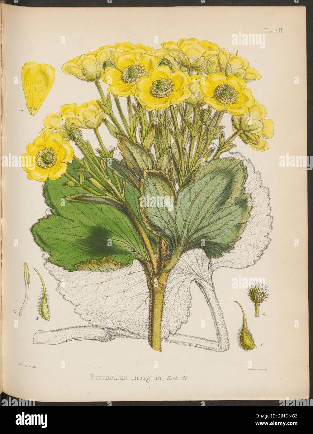 The botany of the Antarctic voyage of H.M. discovery ships Erebus and ...