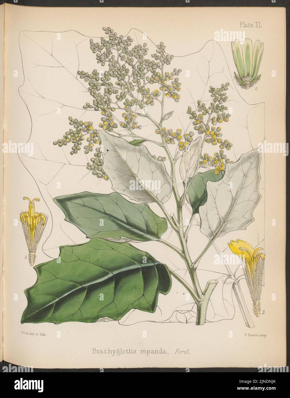 The botany of the Antarctic voyage of H.M. discovery ships Erebus and ...