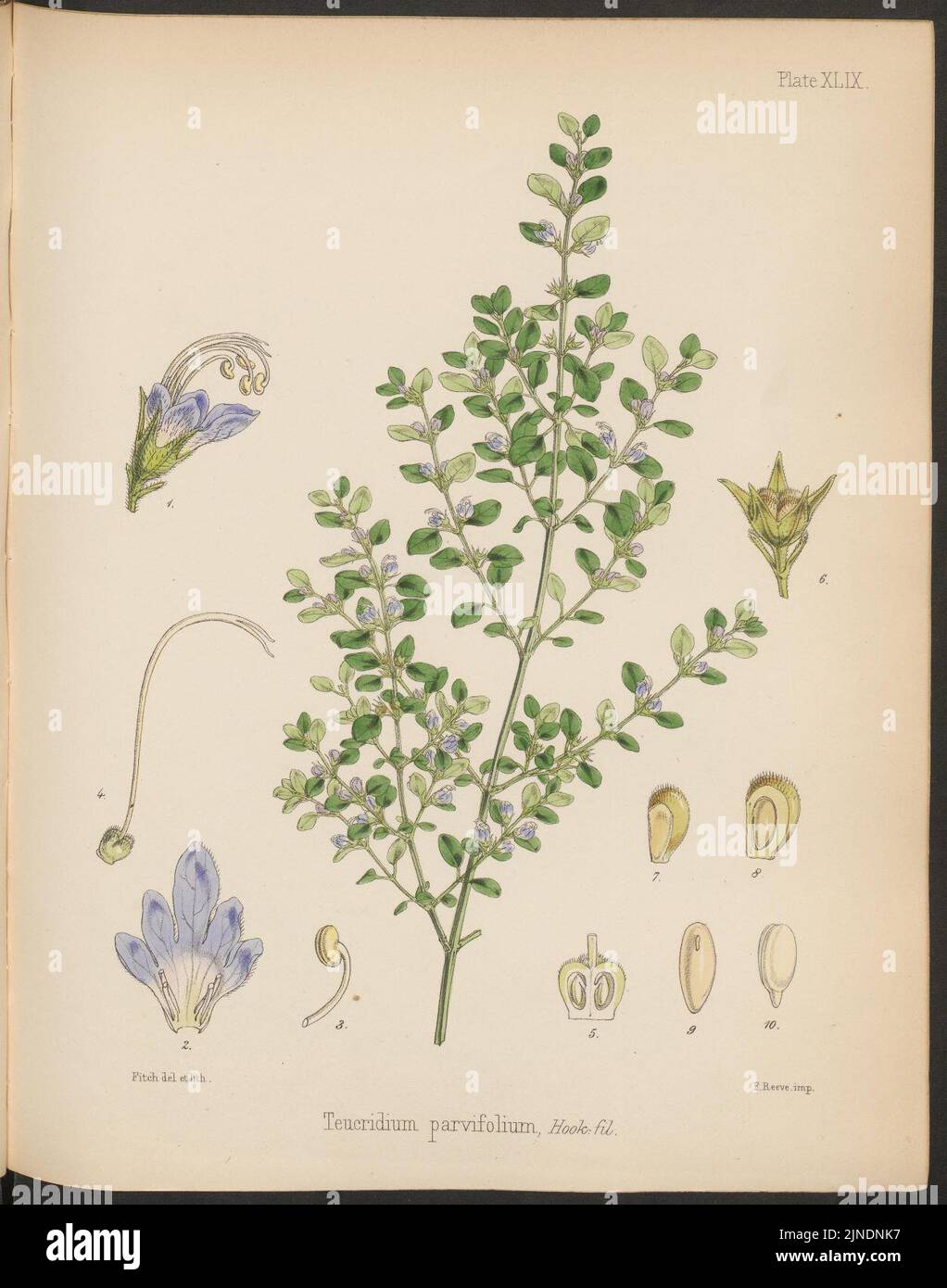 The botany of the Antarctic voyage of H.M. discovery ships Erebus and ...