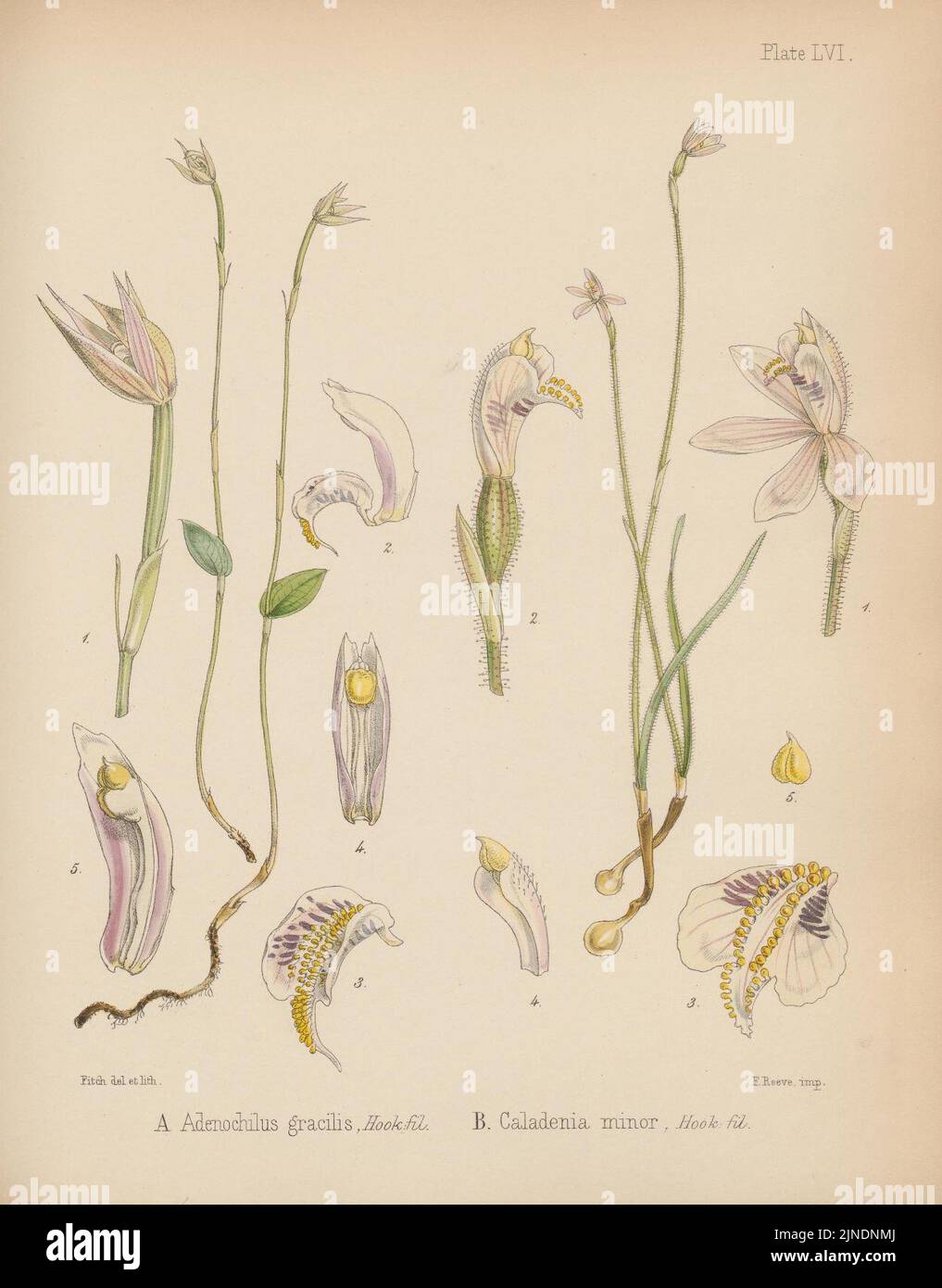 The botany of the Antarctic voyage of H.M. discovery ships Erebus and ...