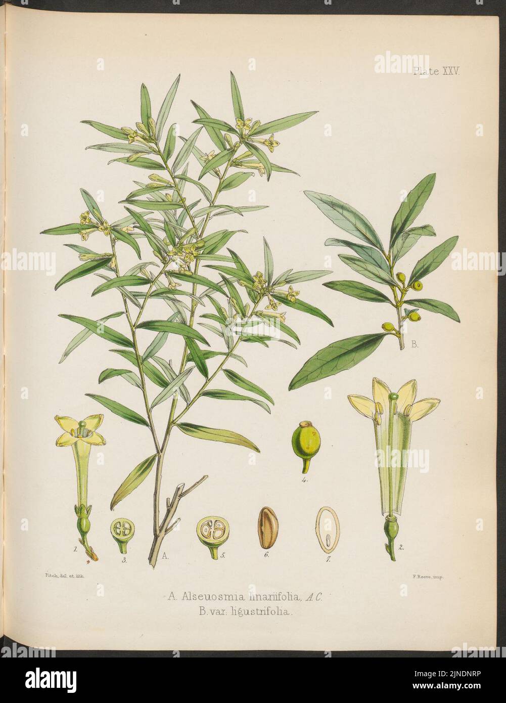 The botany of the Antarctic voyage of H.M. discovery ships Erebus and ...