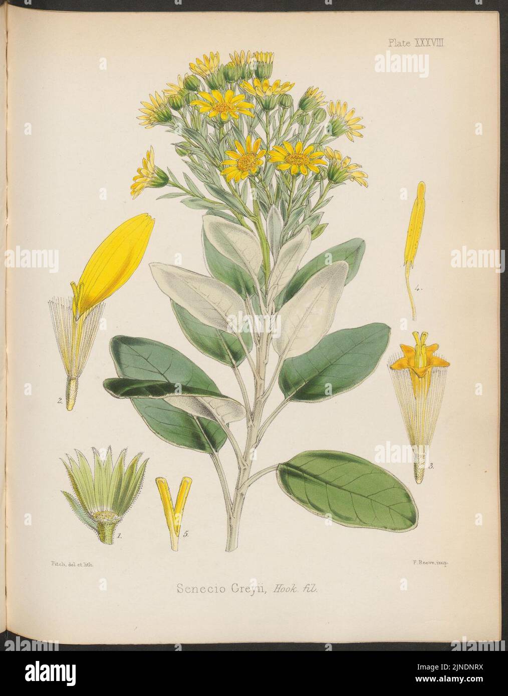 The botany of the Antarctic voyage of H.M. discovery ships Erebus and ...