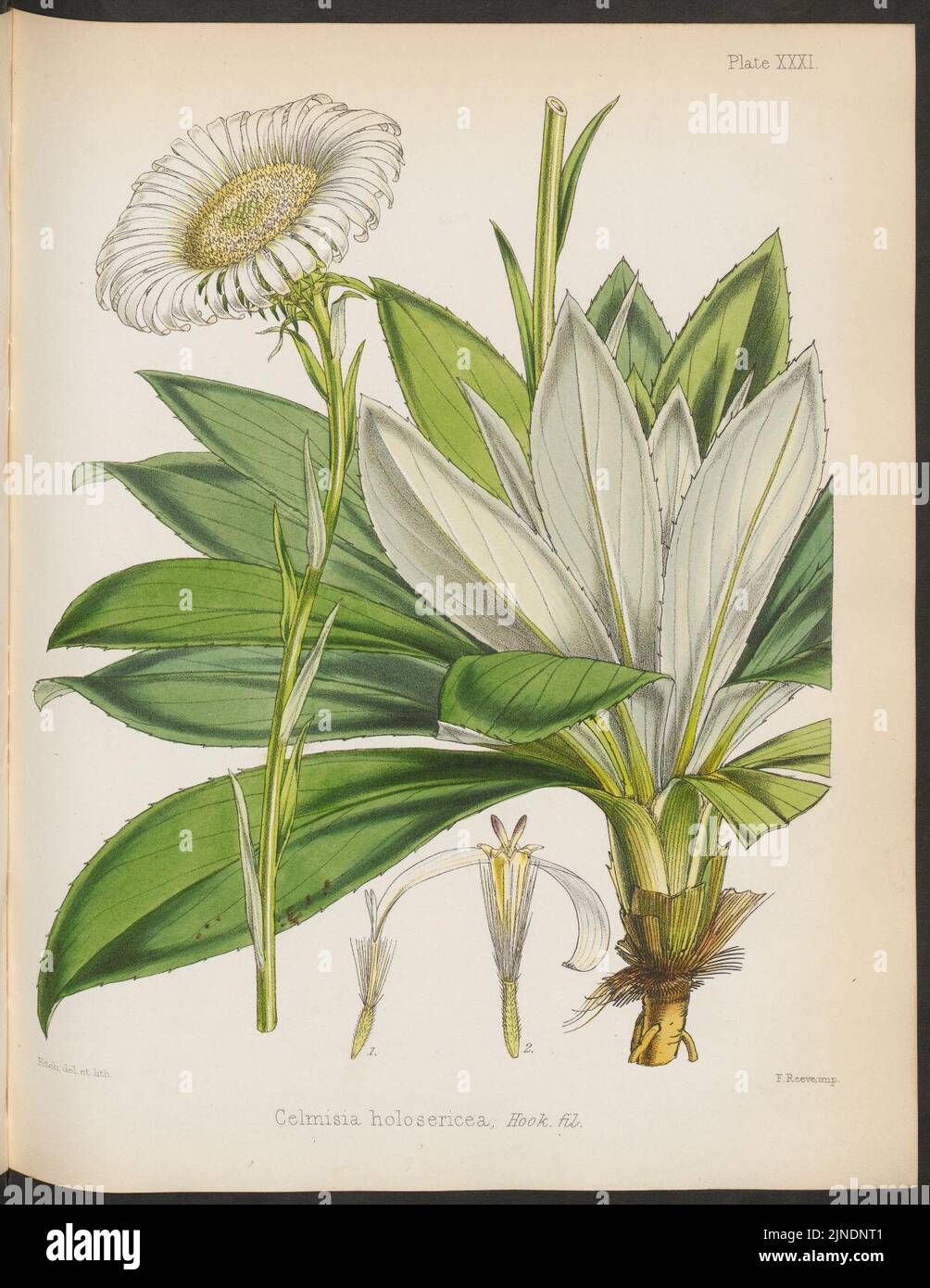 The botany of the Antarctic voyage of H.M. discovery ships Erebus and ...