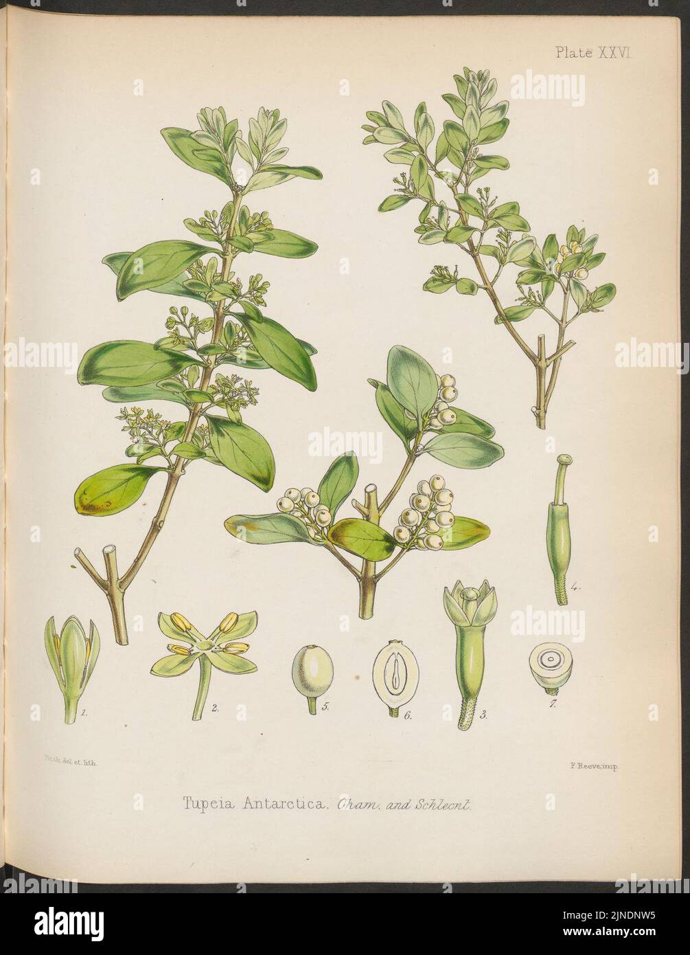 The botany of the Antarctic voyage of H.M. discovery ships Erebus and ...