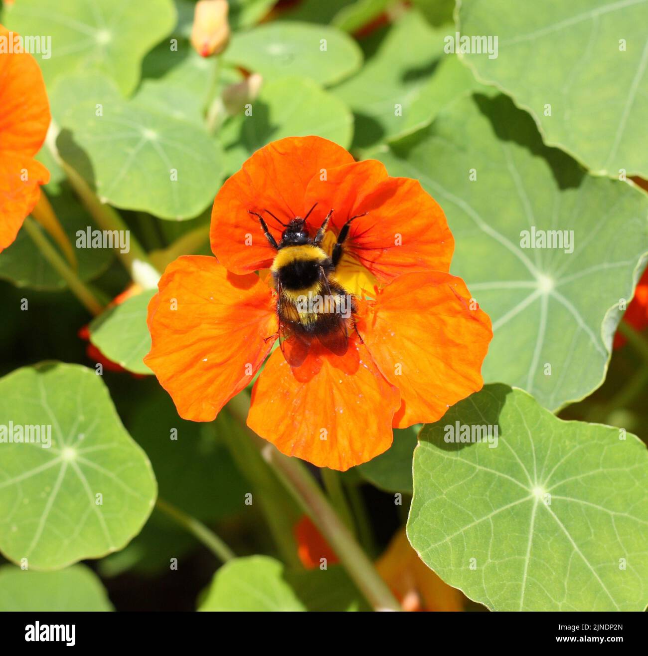 Bumblebee on flower Stock Photo - Alamy