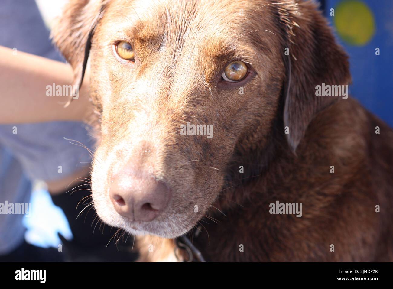 Chocolate labrador cross hi-res stock photography and images - Alamy