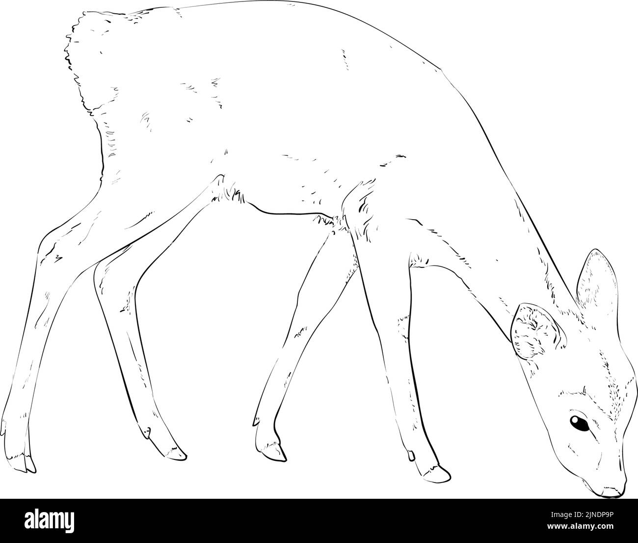 Photorealistic handwritten line art of deer Stock Vector Image & Art ...