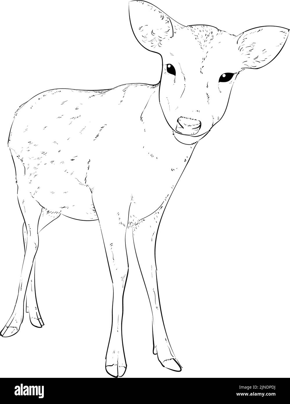 Photorealistic handwritten line art of deer Stock Vector Image & Art ...
