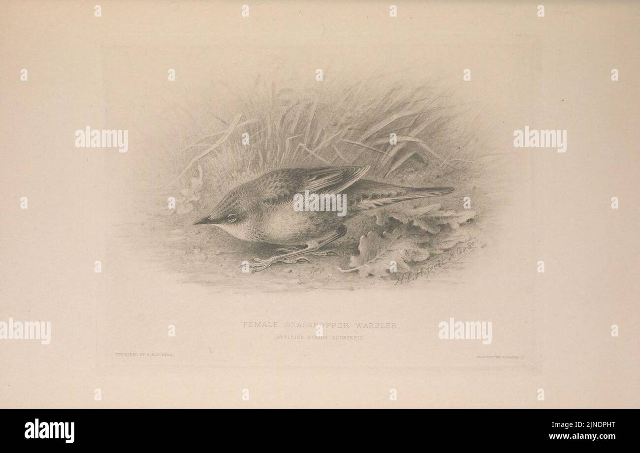 The British warblers (Pl. 13) (9198135785 Stock Photo - Alamy