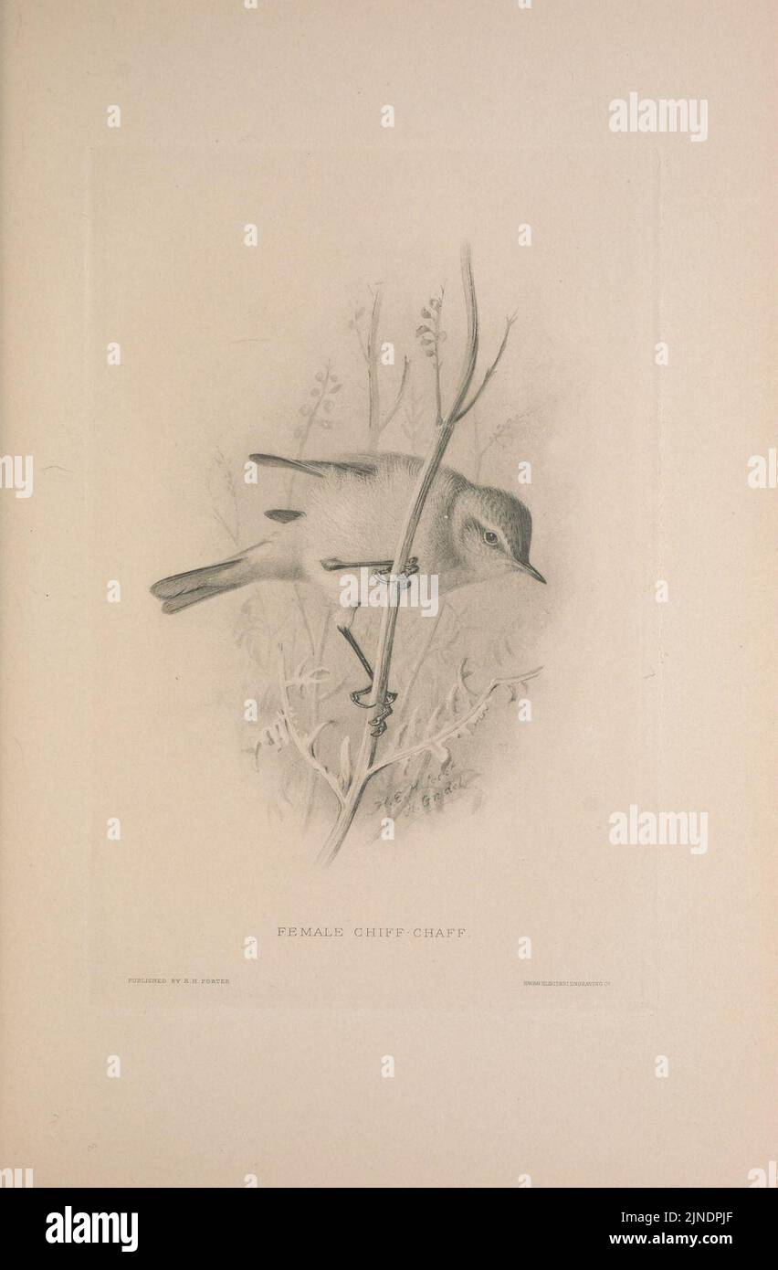 The British warblers (Pl. 13) (9319200915 Stock Photo - Alamy