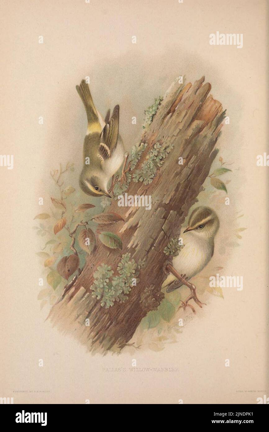 The British warblers (Pl. 11) (9321989982 Stock Photo - Alamy