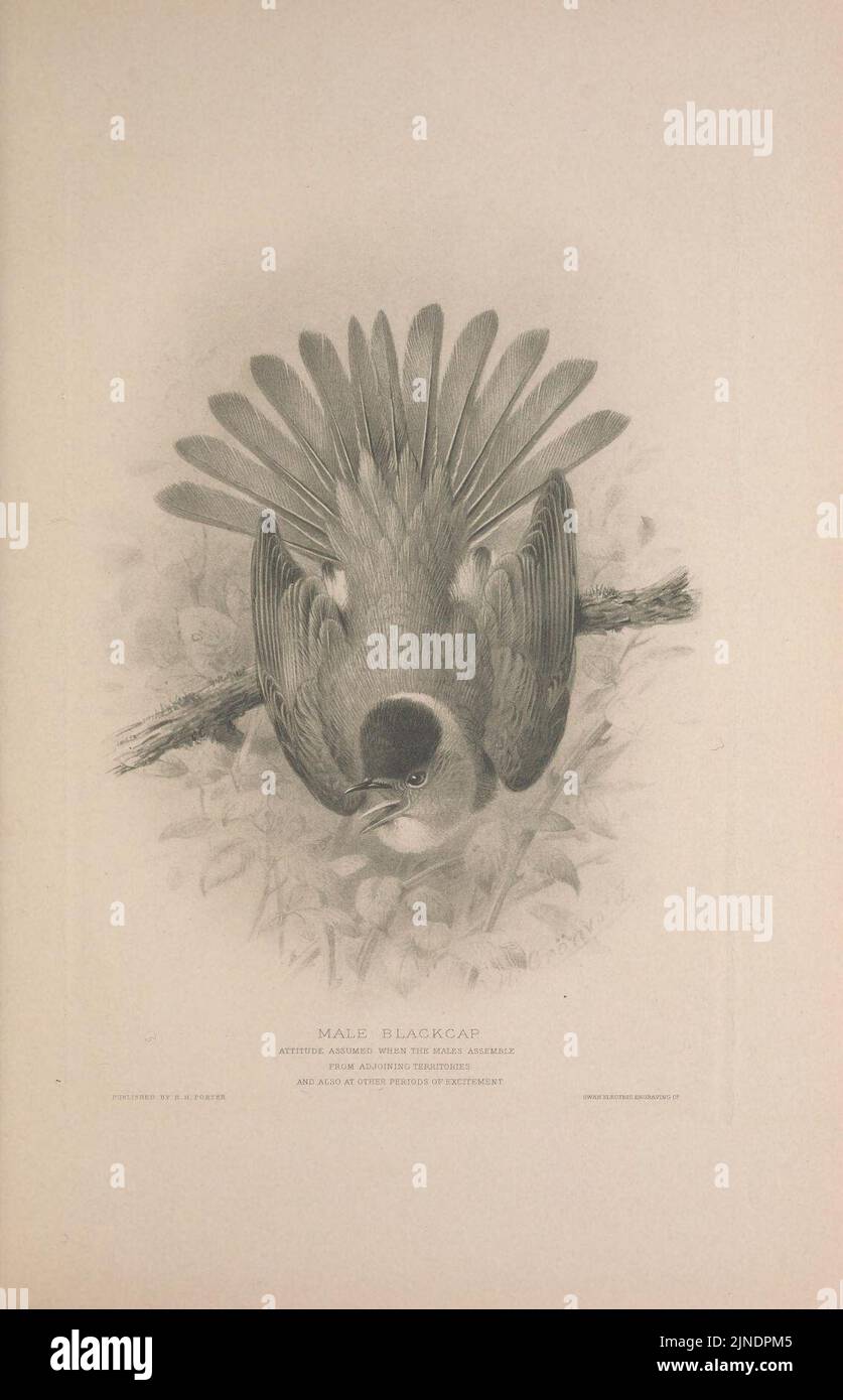 The British warblers (Pl. 9) (9319196733 Stock Photo - Alamy