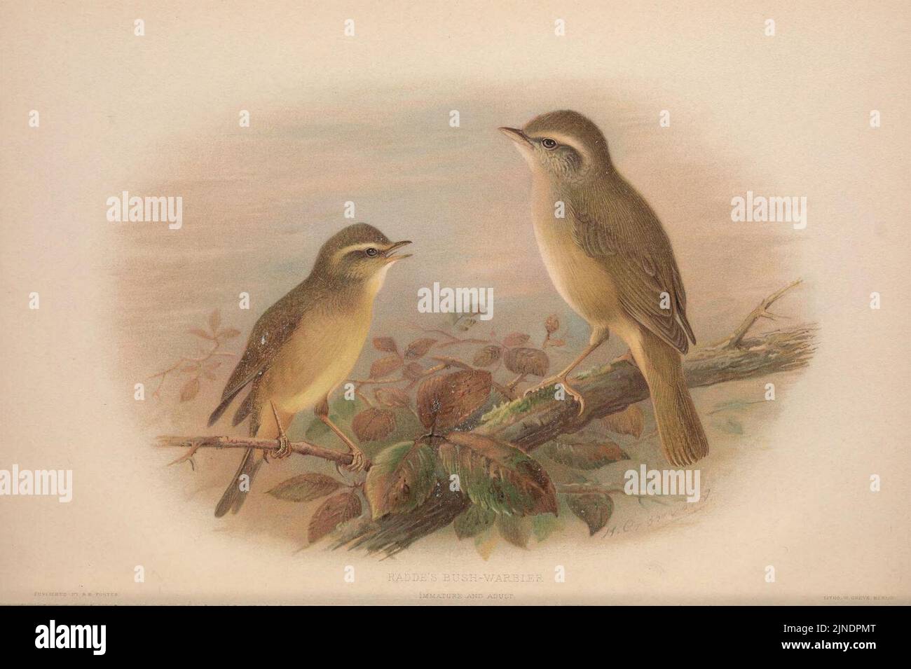 The British warblers (Pl. 12) (9321990874 Stock Photo - Alamy