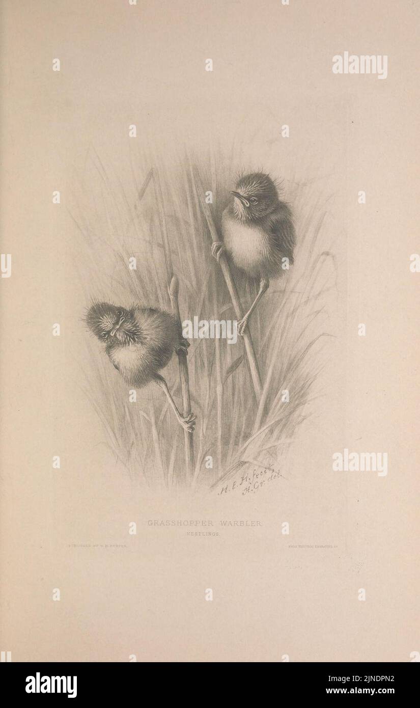 The British warblers (Pl. 14) (9198136725 Stock Photo - Alamy