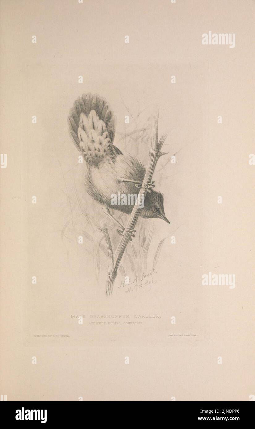 The British warblers (Pl. 11) (9198134109 Stock Photo - Alamy