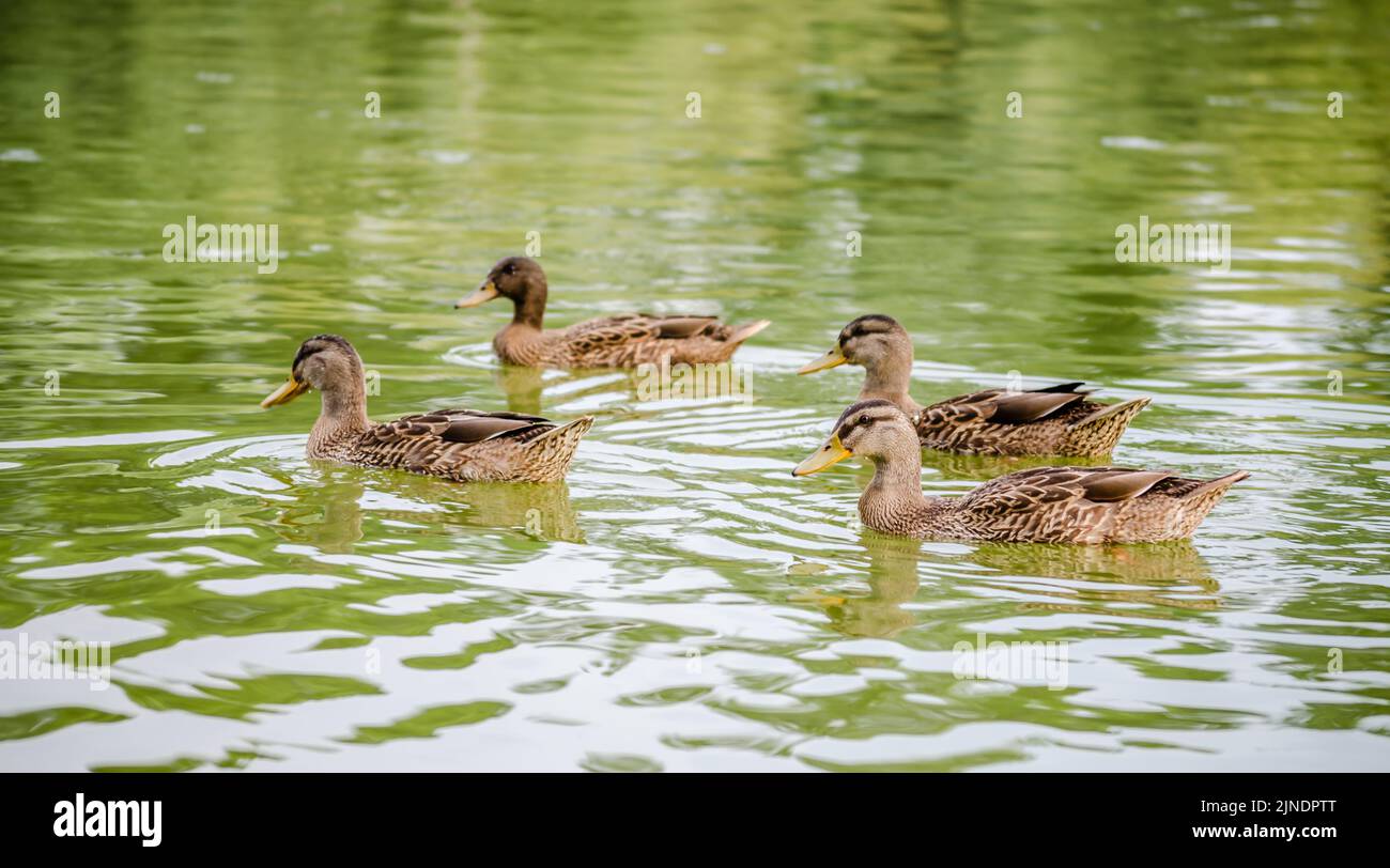 Wild ducks swim in the muddy water of a tributary of the Danube Stock ...