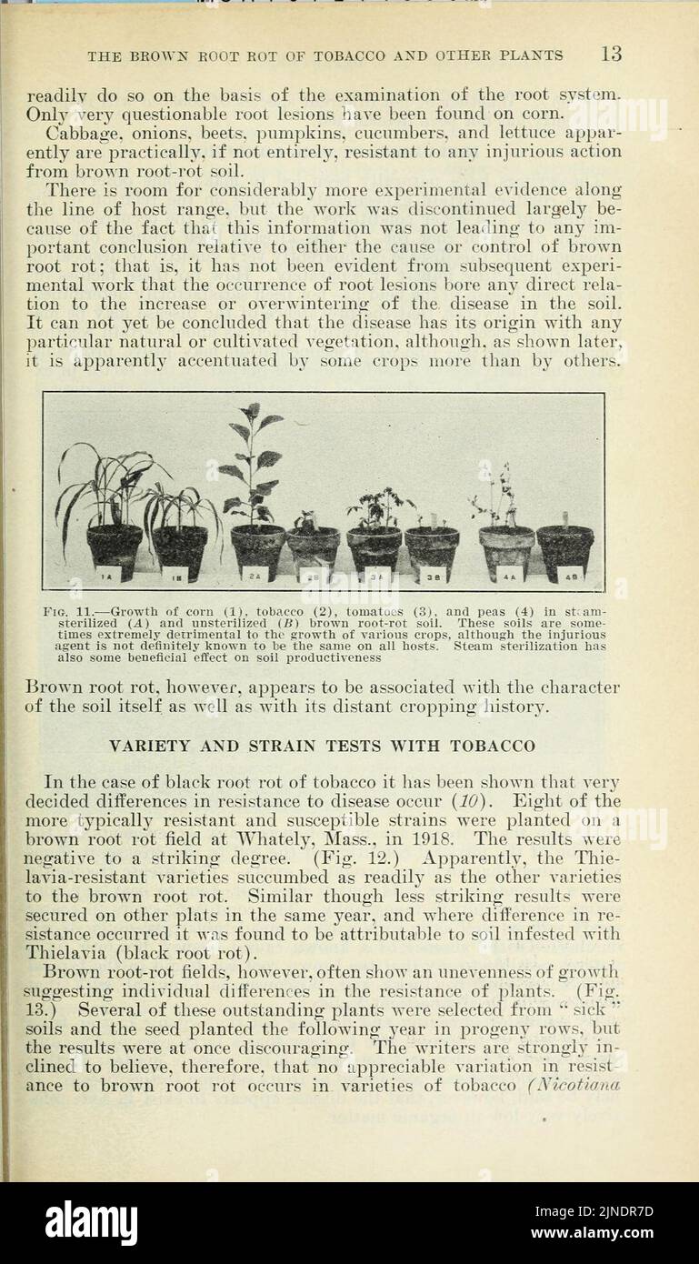 The brown root rot of tobacco and other plants (Page 13 Stock Photo - Alamy