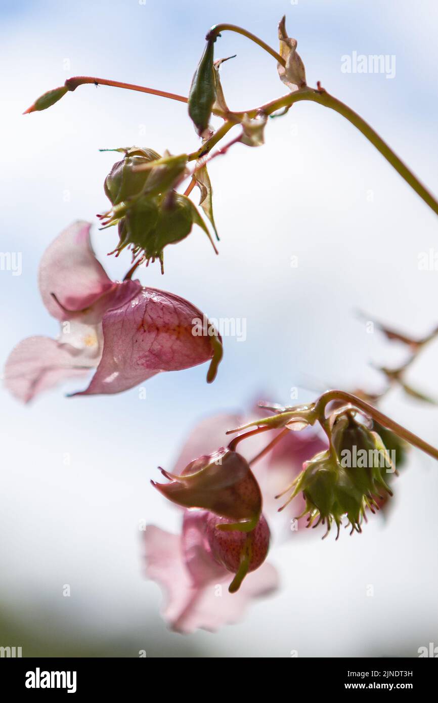 Pink Himalayan Balsam flower on light blue background, vertical image ...