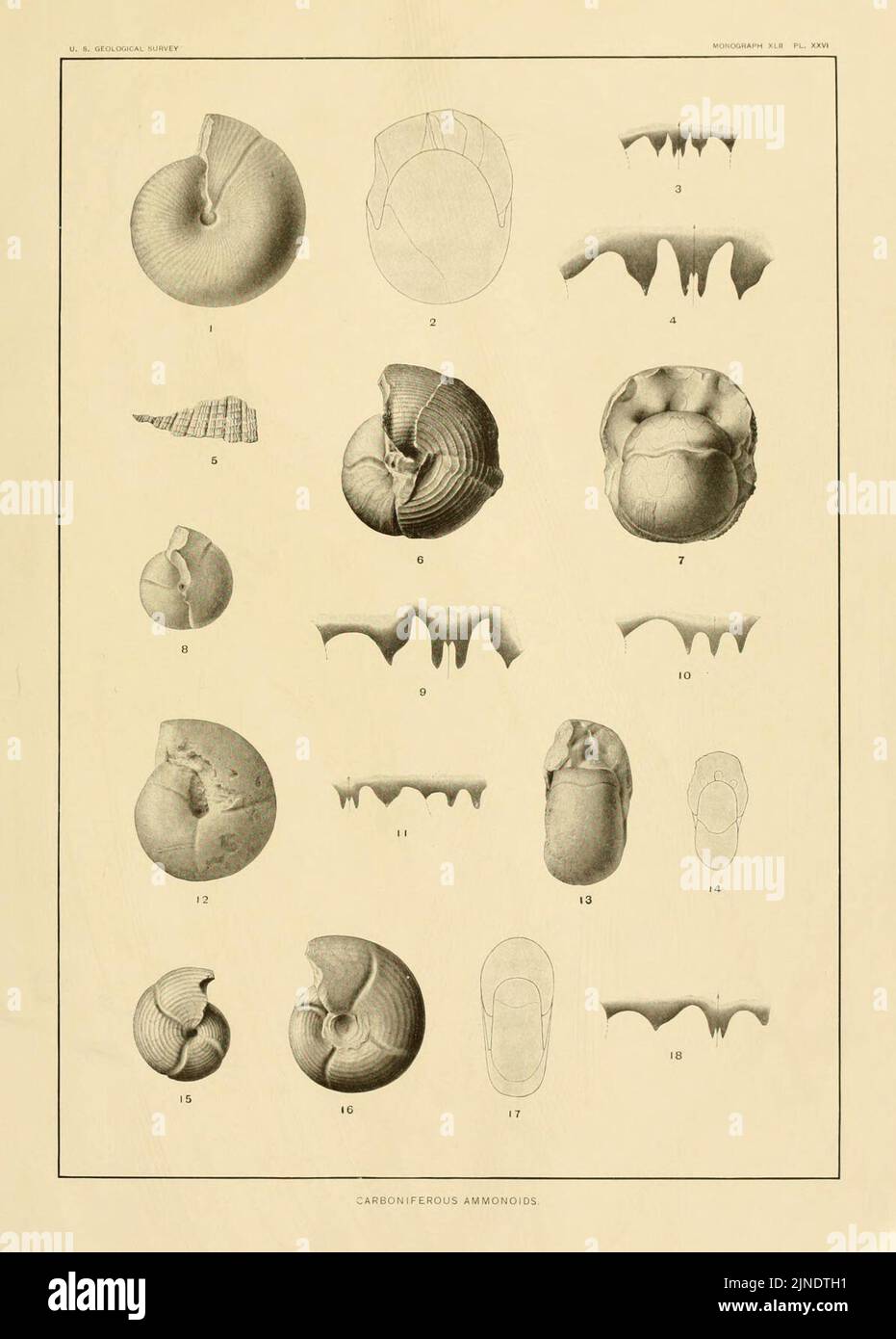 The Carboniferous ammonoids of America (Plate XXVI Stock Photo - Alamy