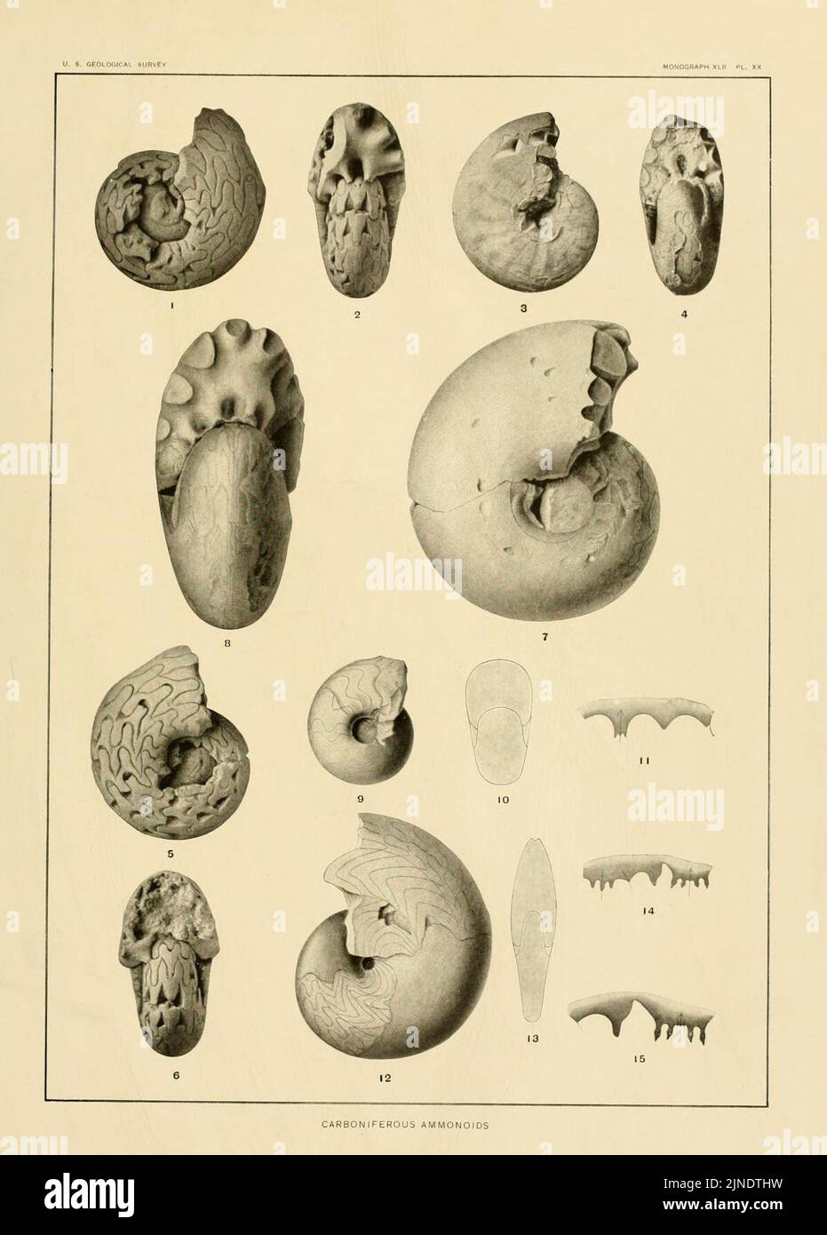 Ammonoids hi-res stock photography and images - Alamy
