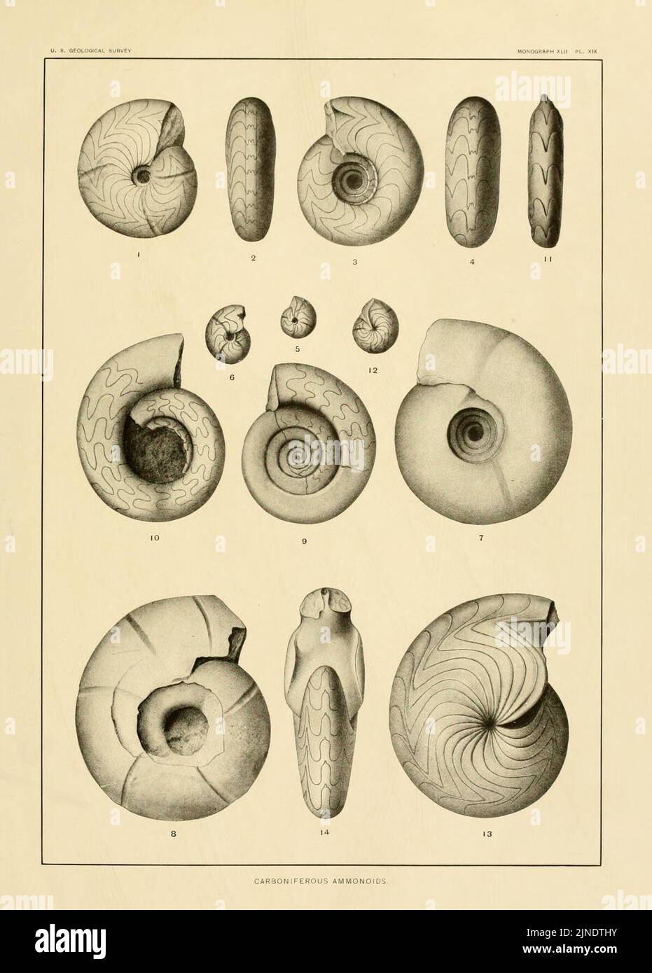 The Carboniferous ammonoids of America (Plate XIX Stock Photo - Alamy