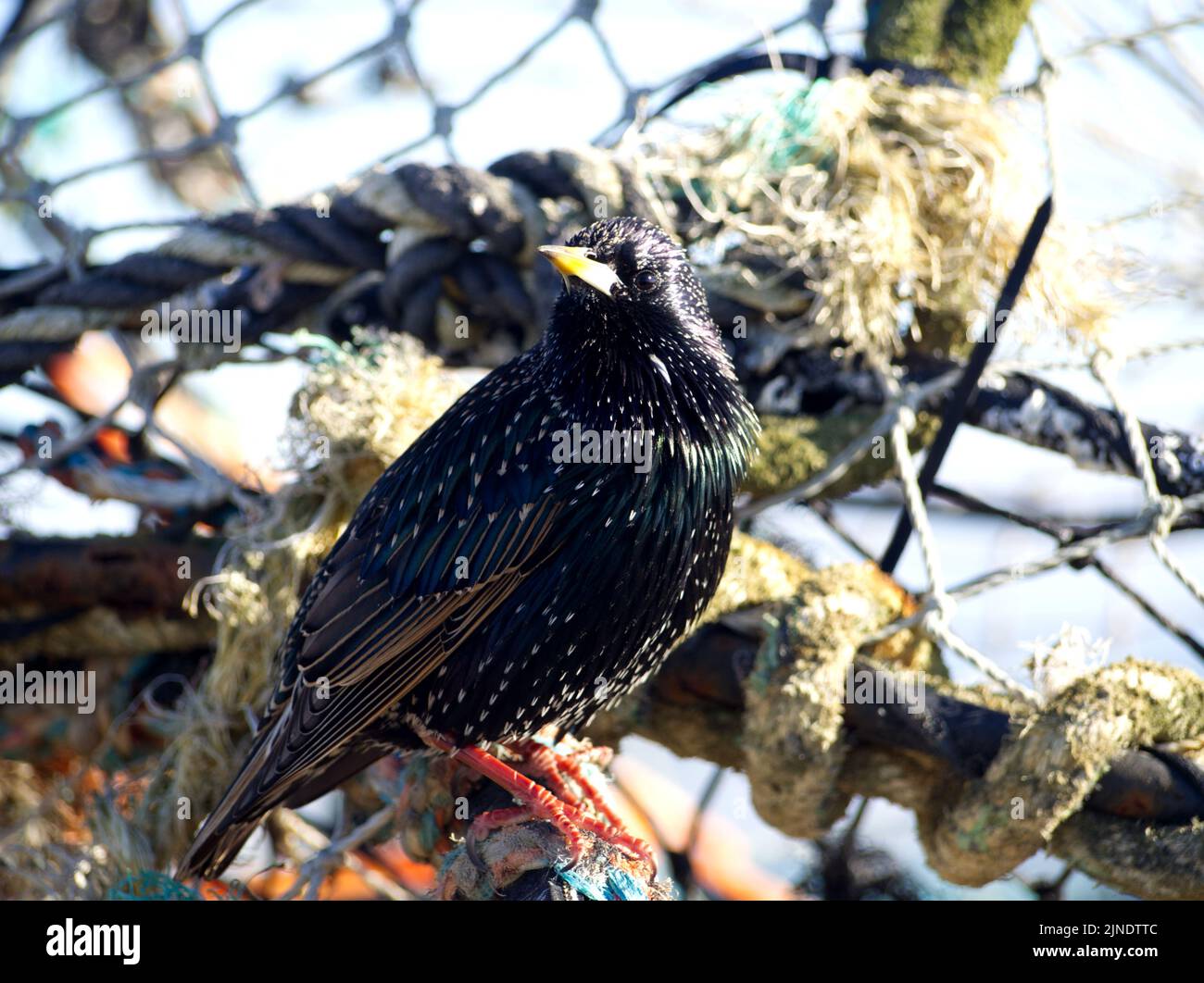Starling perched on lobster pots and fishing nets Mudeford Quay ...