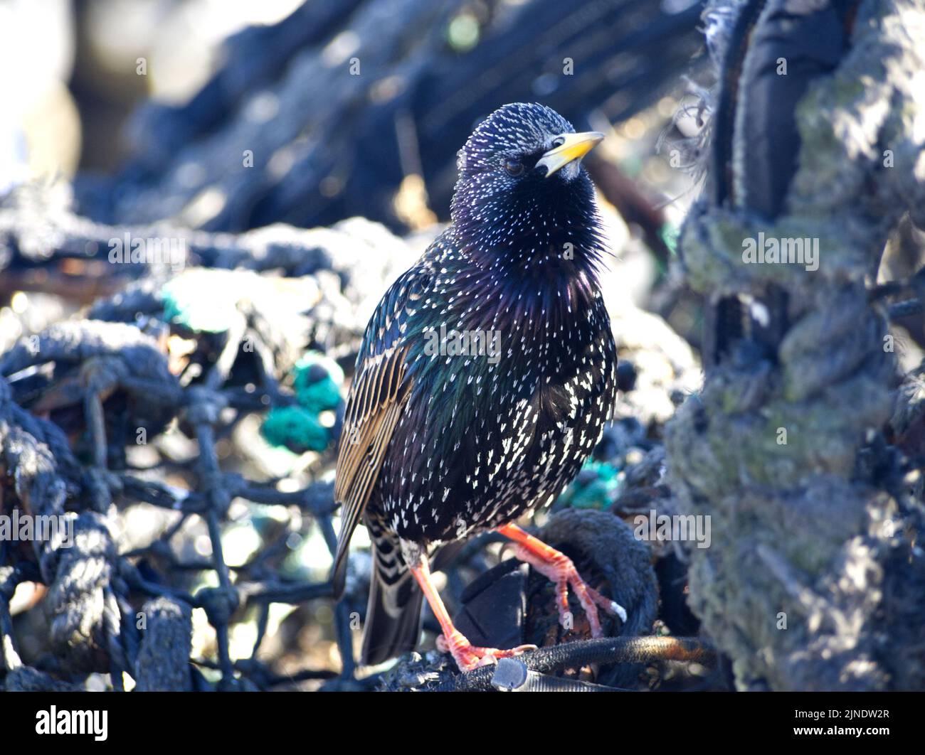 Starling perched on lobster pots and fishing ropes Mudeford Quay ...