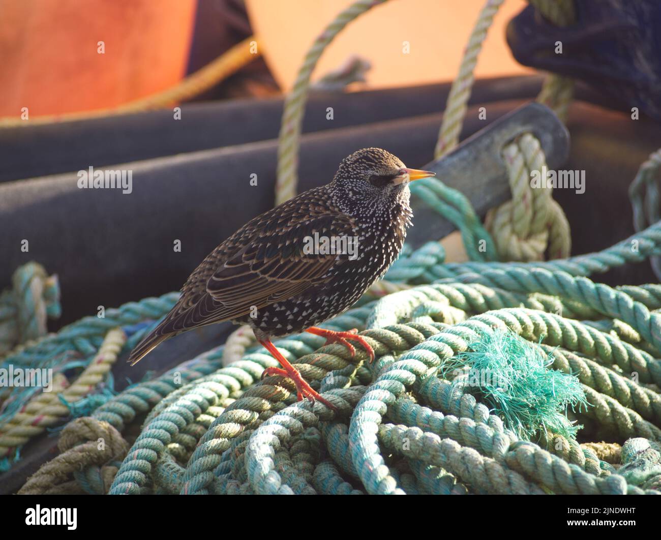 Starling on fishing tackle at Mudeford Quay February 2022 Stock Photo ...