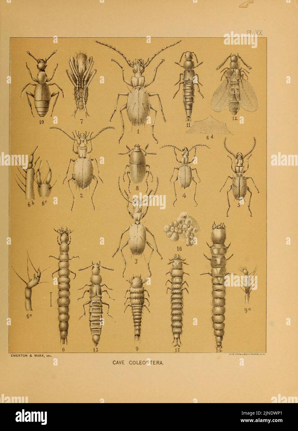 The cave fauna of North America (Pl. XX) (6124289213 Stock Photo - Alamy