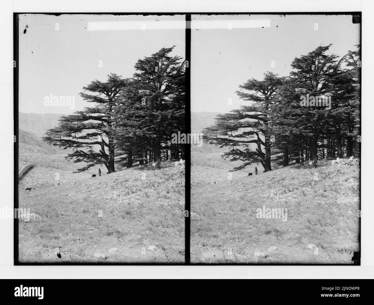 The cedars of Lebanon, Cedrus Libani Barr. Spreading branches of cedars ...