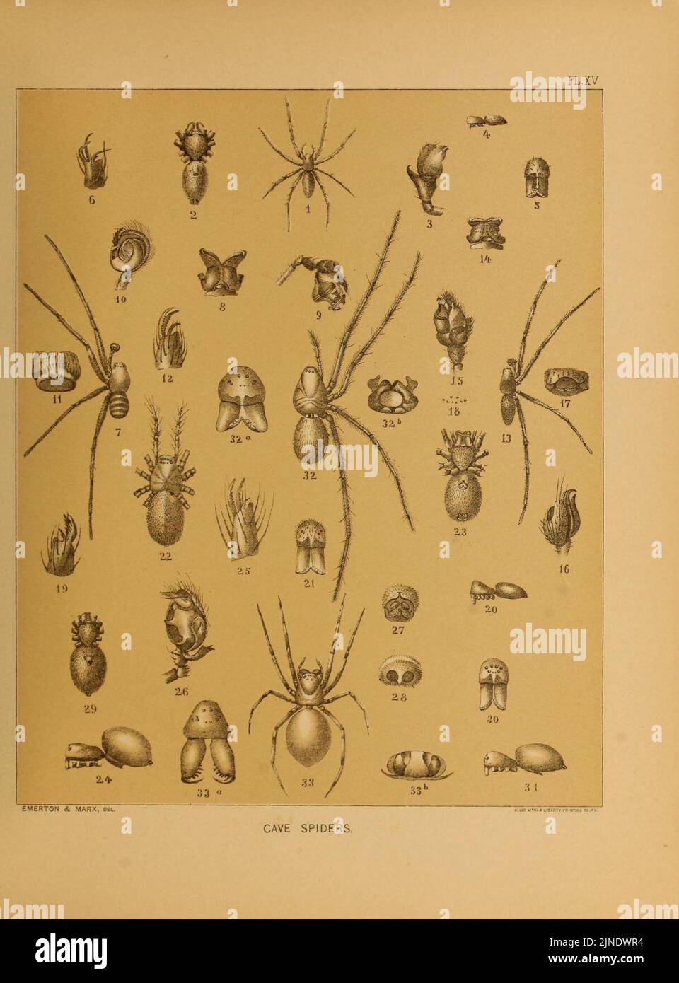 The cave fauna of North America (Pl. XV) (6124828678 Stock Photo - Alamy