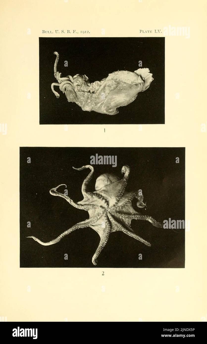 The Cephalopoda of the Hawaiian Islands (6921516754 Stock Photo - Alamy