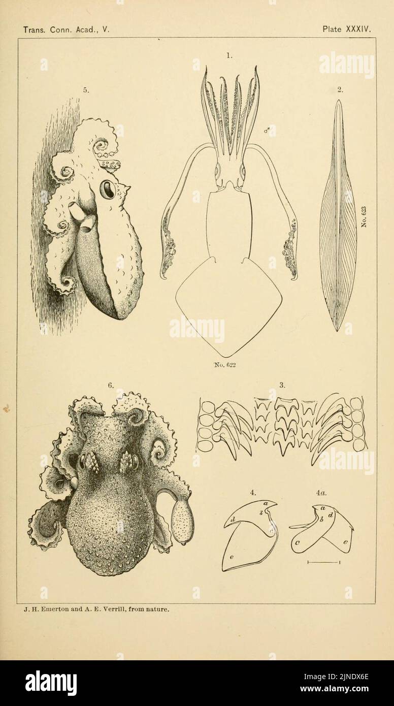 The cephalopods of the north-eastern coast of America (15588237672 ...