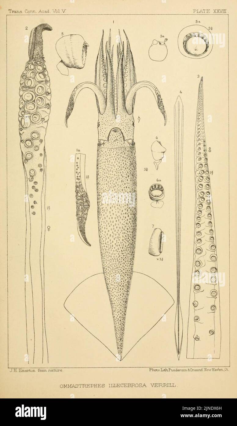 The cephalopods of the north-eastern coast of America (15401778760 ...