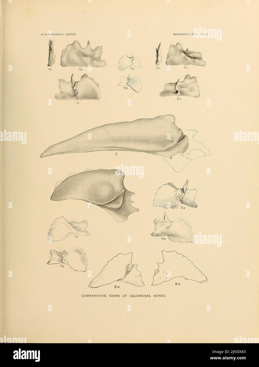 The Ceratopsia (Plate III Stock Photo - Alamy